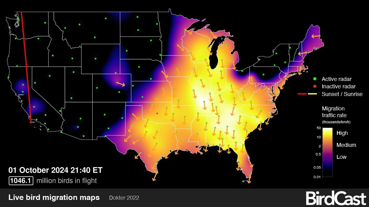 Bird Radar – Stephen Bodio